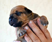 Rhodesian Ridgeback Litters, Puppies for Sale
