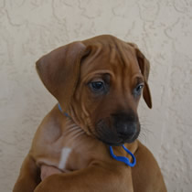 Rhodesian Ridgeback Litters, Puppies for Sale