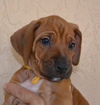 Rhodesian Ridgeback Litters, Puppies for Sale