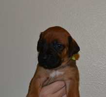 Rhodesian Ridgeback Litters, Puppies for Sale