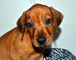 Rhodesian Ridgeback Litters, Puppies for Sale